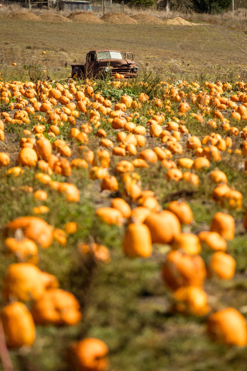 Bob’s Pumpkin Farm - Visit Half Moon Bay
