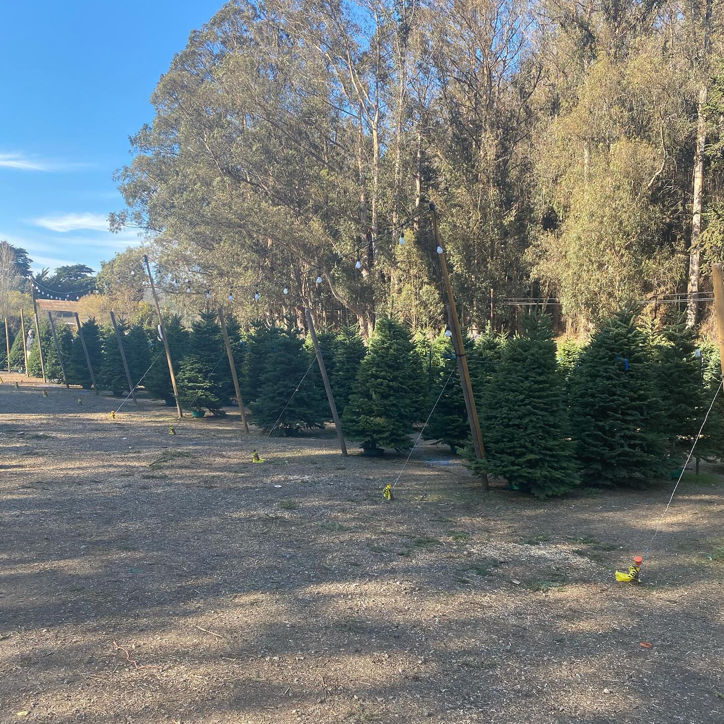4-C's Christmas Tree Farm - Visit Half Moon Bay