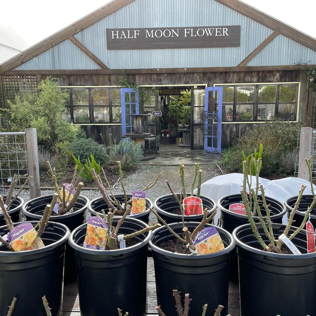 Half Moon Flowers - Visit Half Moon Bay