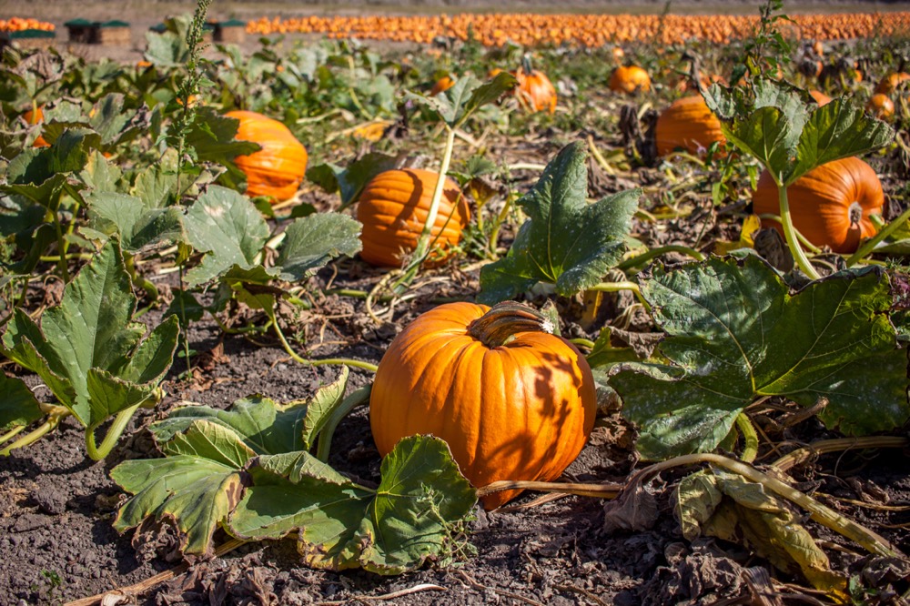 Half Moon Bay's Spirited Pumpkin Patches - Visit Half Moon Bay