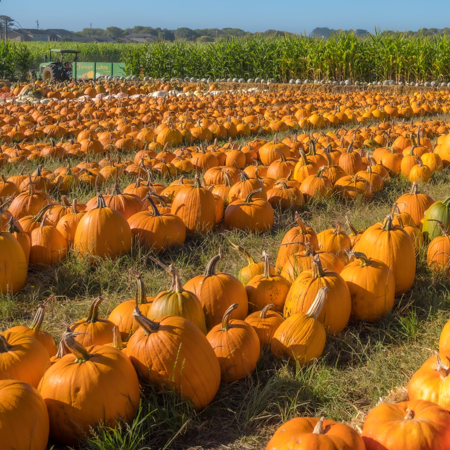 Farmer John's Pumpkin Farm - Visit Half Moon Bay