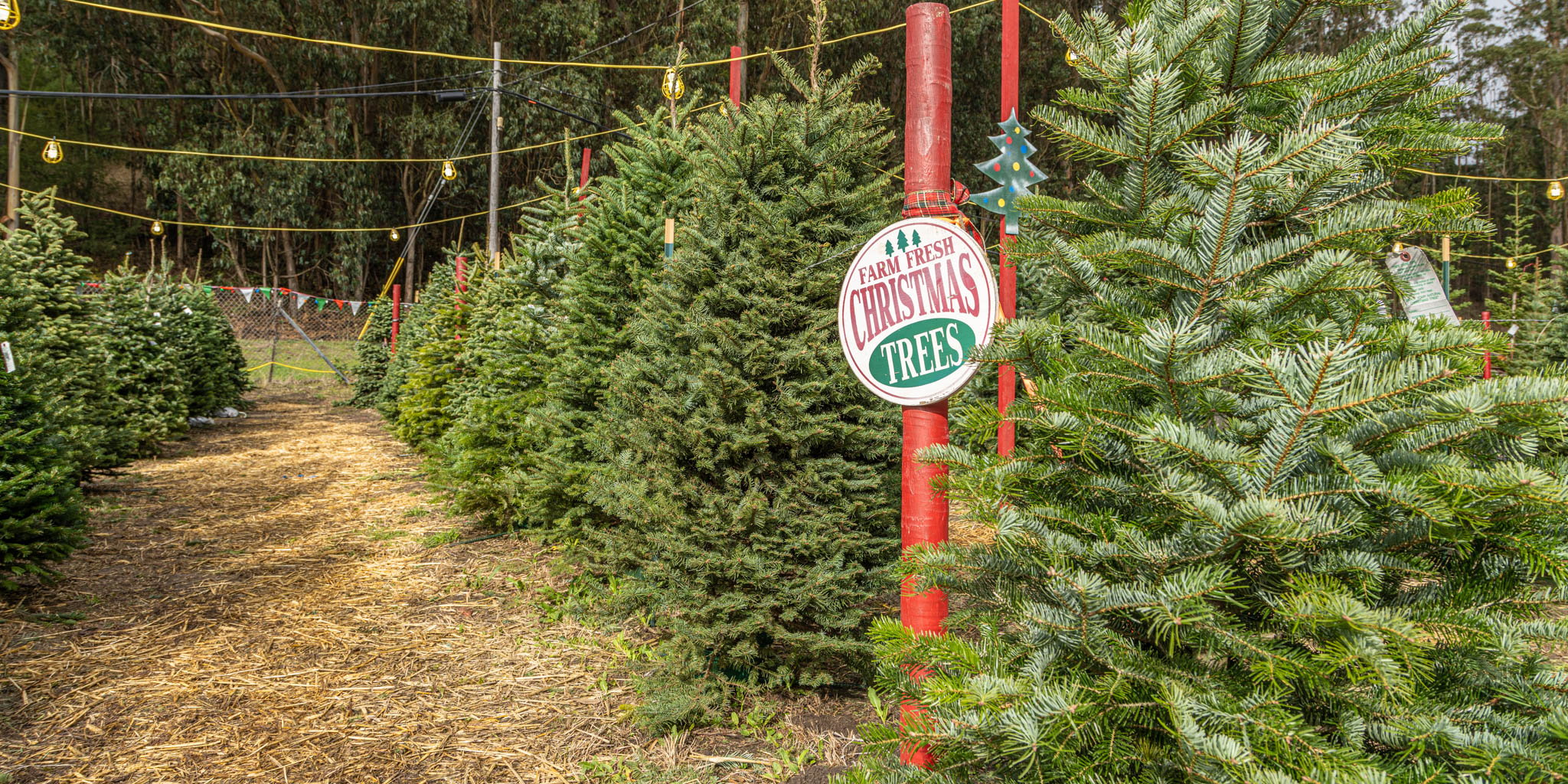 Christmas Trees in Half Moon Bay - Visit Half Moon Bay