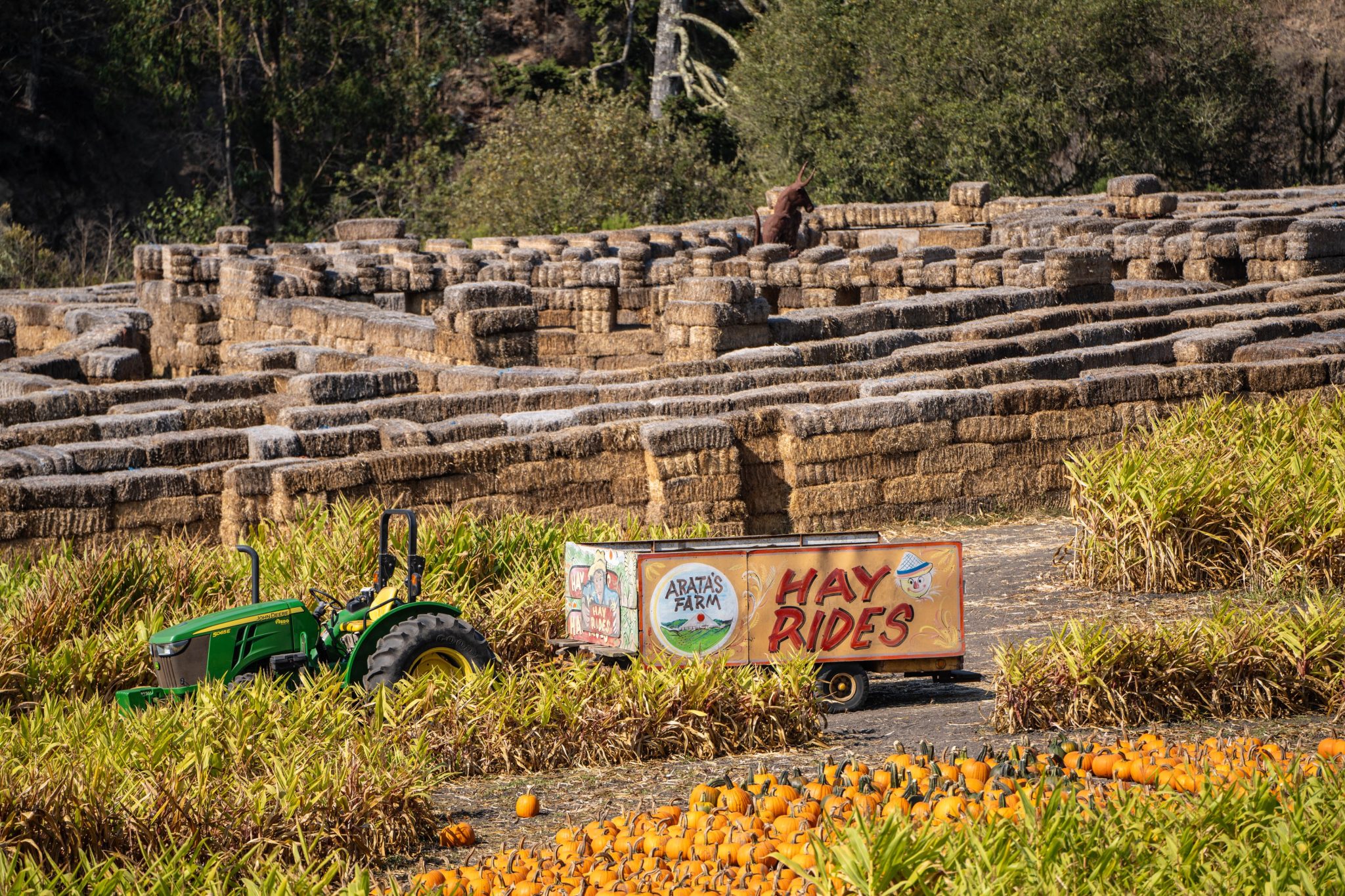 Arata’s Pumpkin Farm - Visit Half Moon Bay