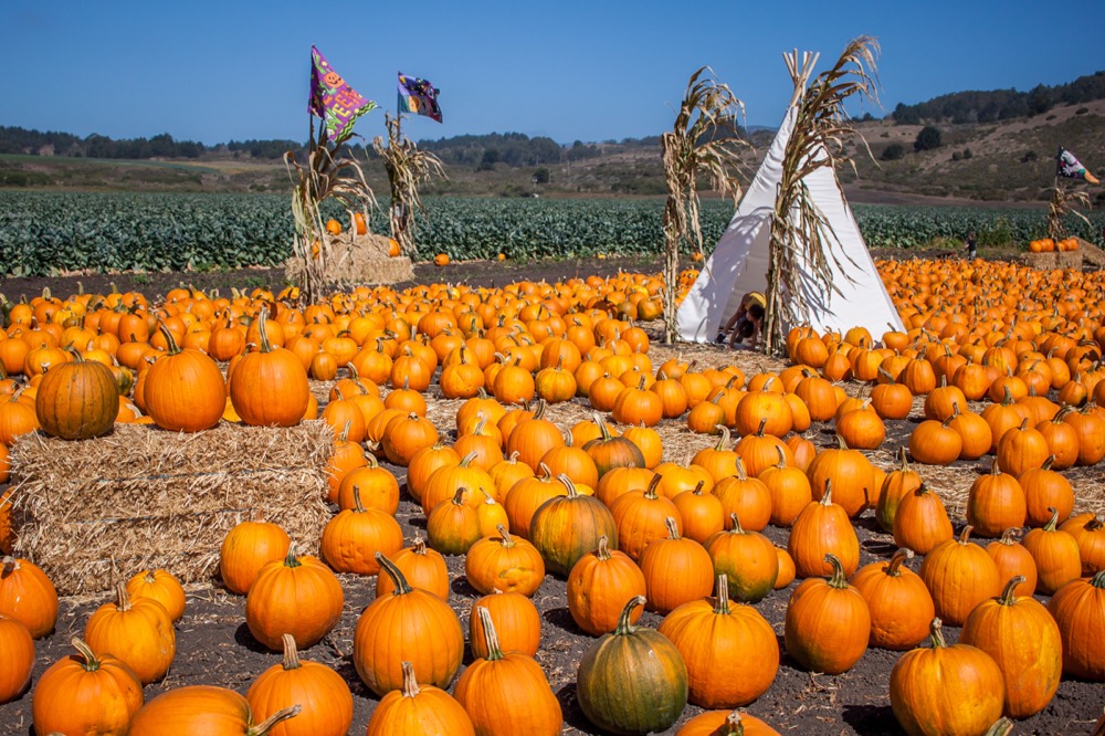 Half Moon Bay's Spirited Pumpkin Patches - Visit Half Moon Bay