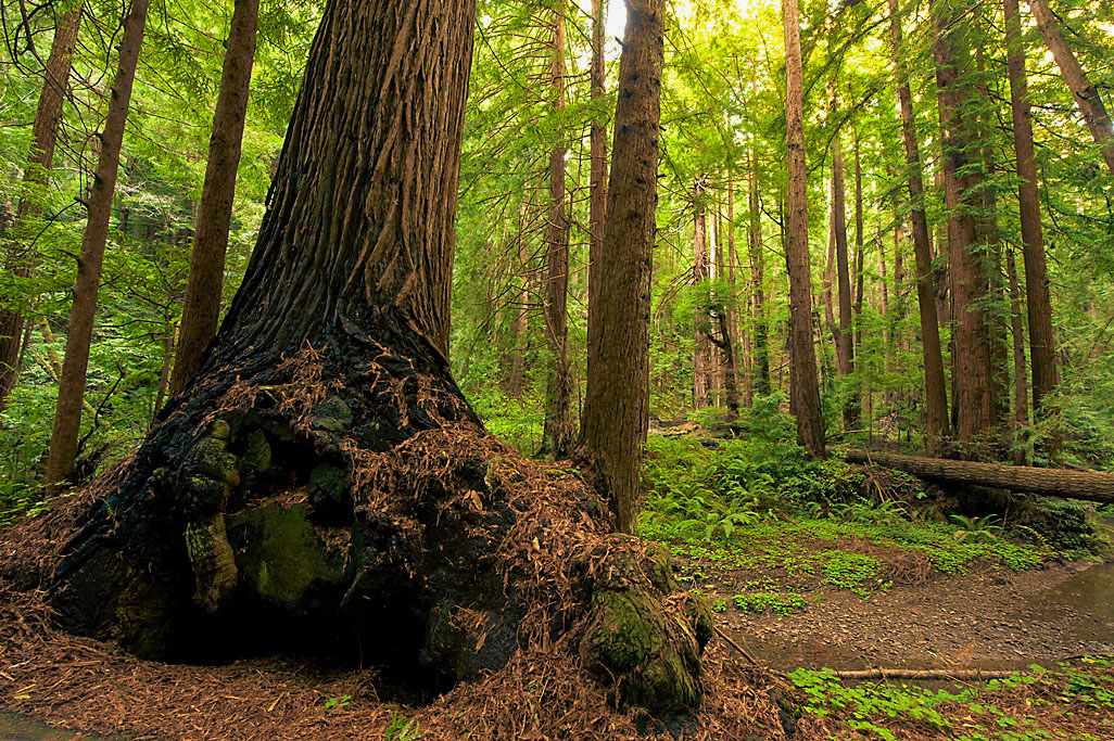 Butano State Park - Visit Half Moon Bay