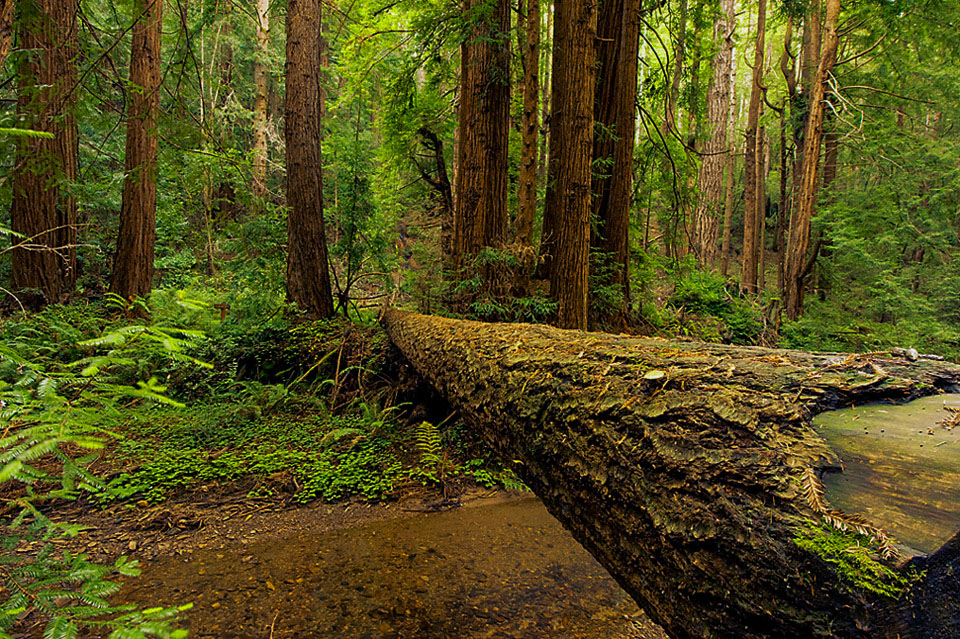 Butano State Park - Visit Half Moon Bay