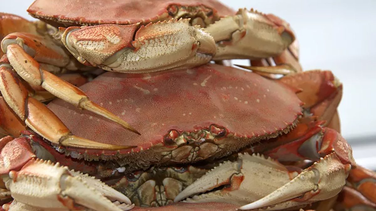 How To Buy Crab - Visit Half Moon Bay