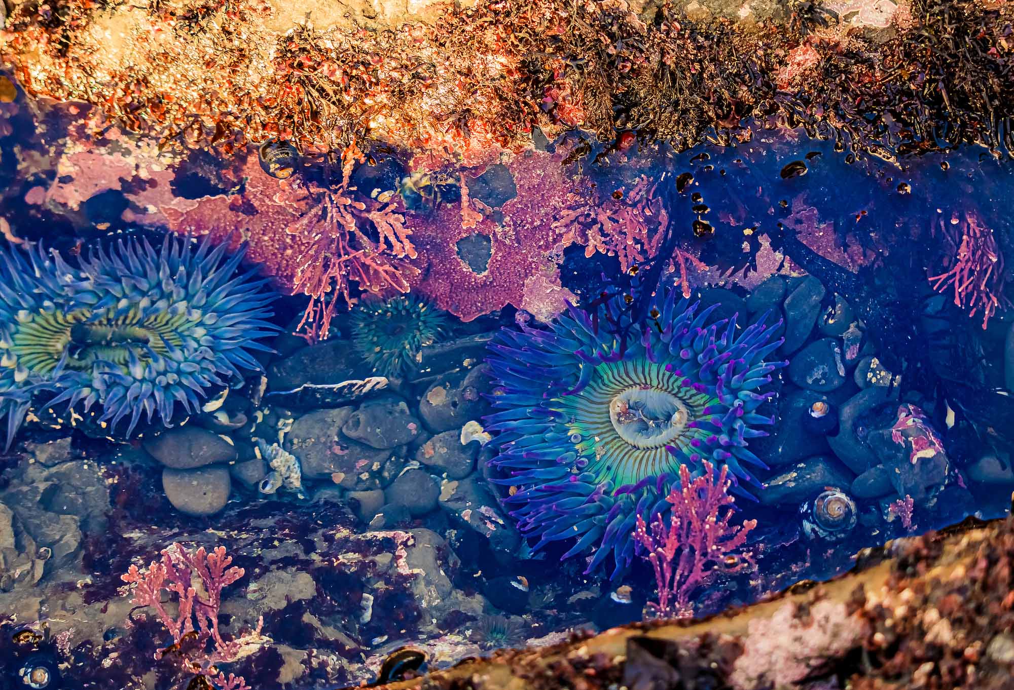 Side View Of Tide Pool